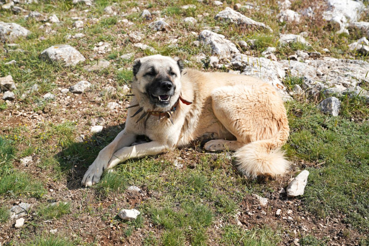 Anatolian Shepherd | National Kennel Club
