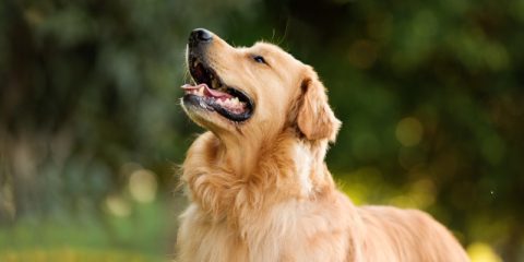 Does Breed Really Affect Your Dog’s Temperament and Behavior ...