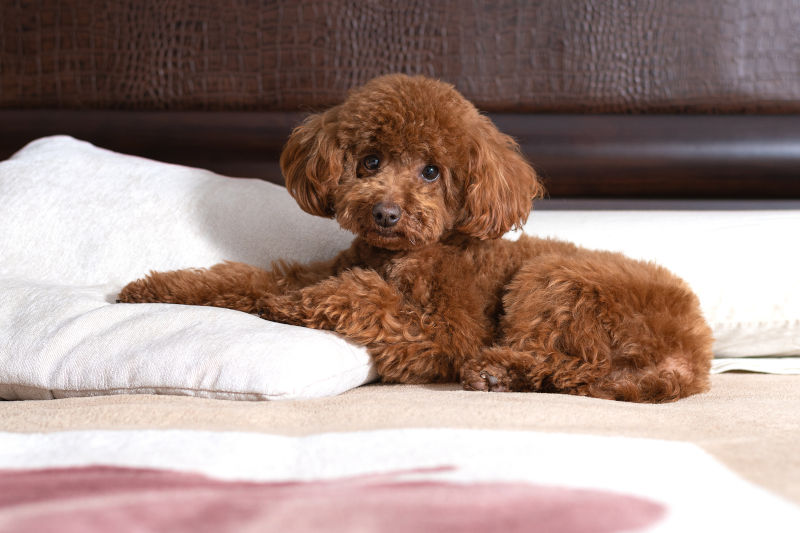 Miniature Poodle | National Kennel Club