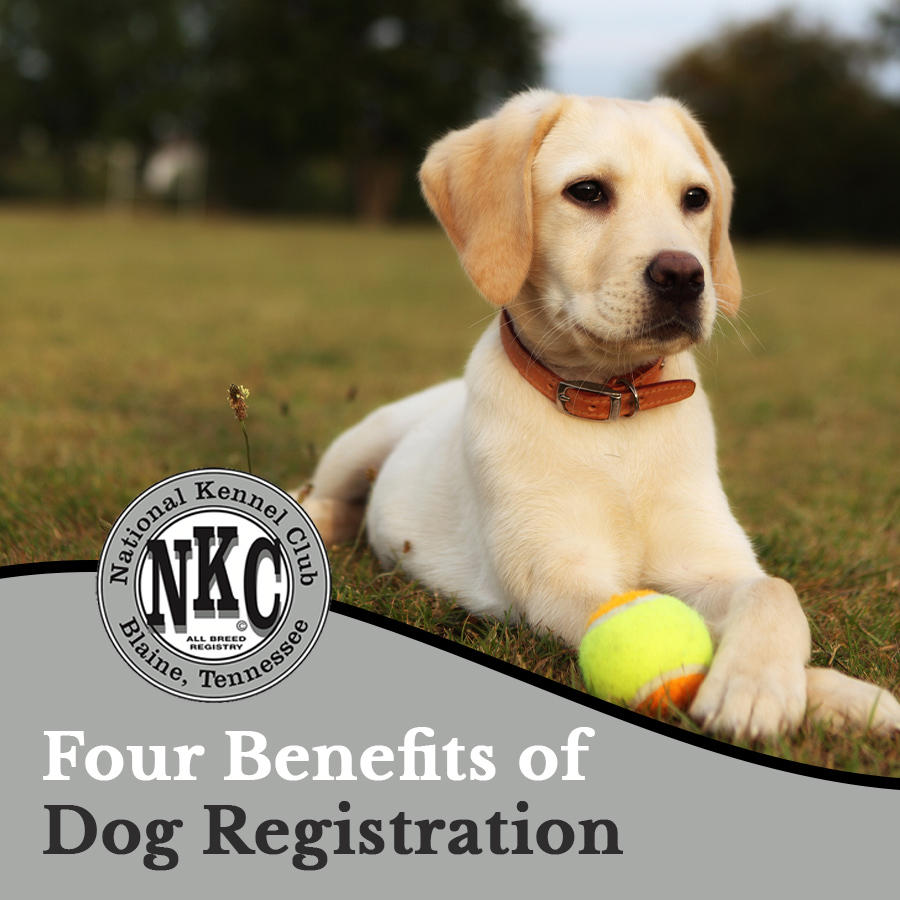 Four Benefits of Dog Registration | National Kennel Club