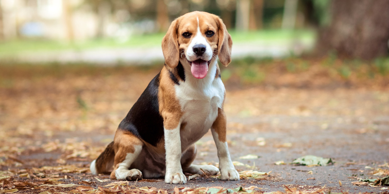 Five Care Tips For Beagles | National Kennel Club