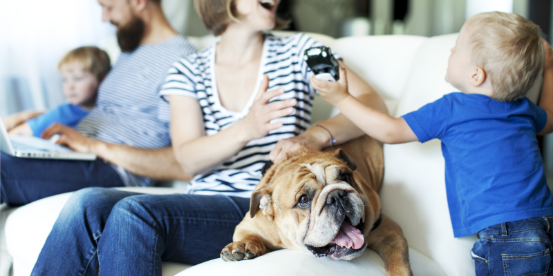American Bulldogs Make Great Family Members | National Kennel Club