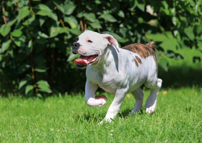 Understanding the Importance of a Purebred Registry [infographic ...