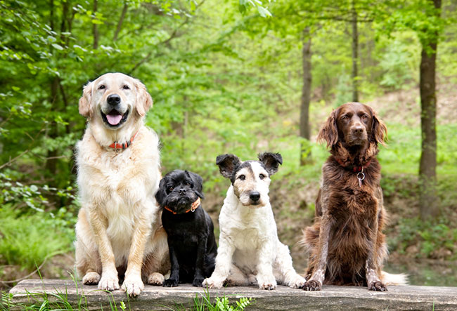 Purebred Registration 101 | National Kennel Club