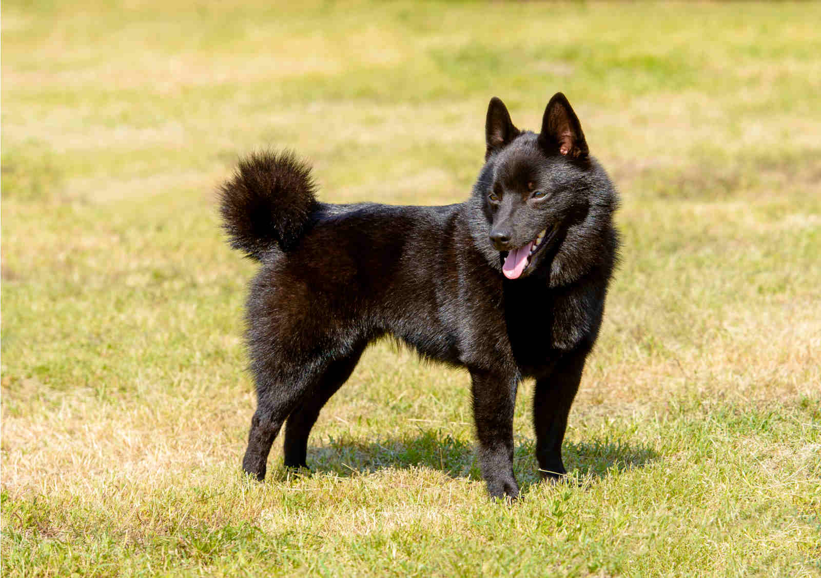 Champion Dogs Champion Owners Champion Service | National Kennel Club