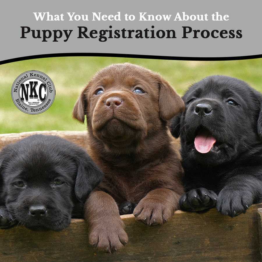 What You Need to Know About the Puppy Registration Process | National ...