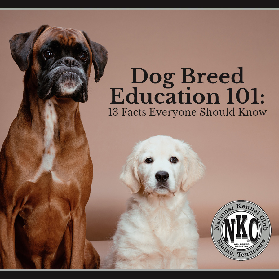 Dog Breed Education 101: 13 Facts Everyone Should Know | National ...