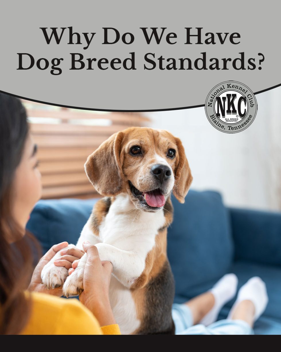 Why Do We Have Dog Breed Standards? | National Kennel Club