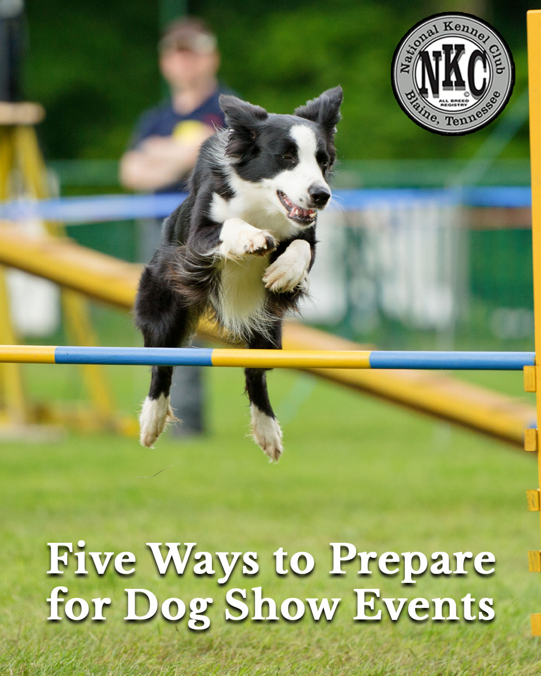 Five Ways to Prepare for Dog Show Events | National Kennel Club