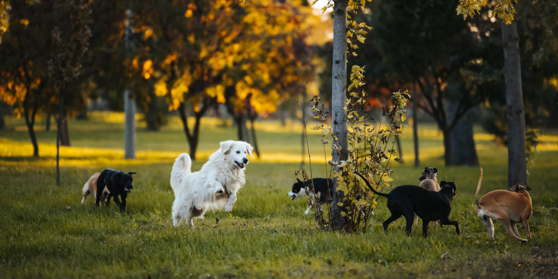 Kennel Club Registration | National Kennel Club